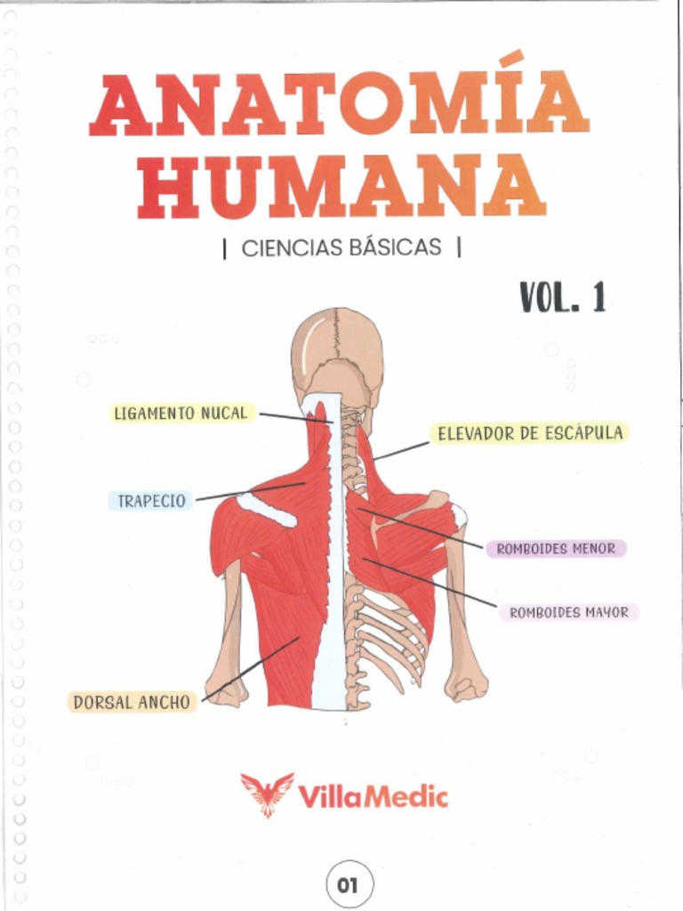 Anatomia Humana 1 C.B. 2024 | PDF