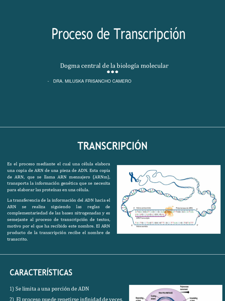Transcripción | PDF | Rna | Adn