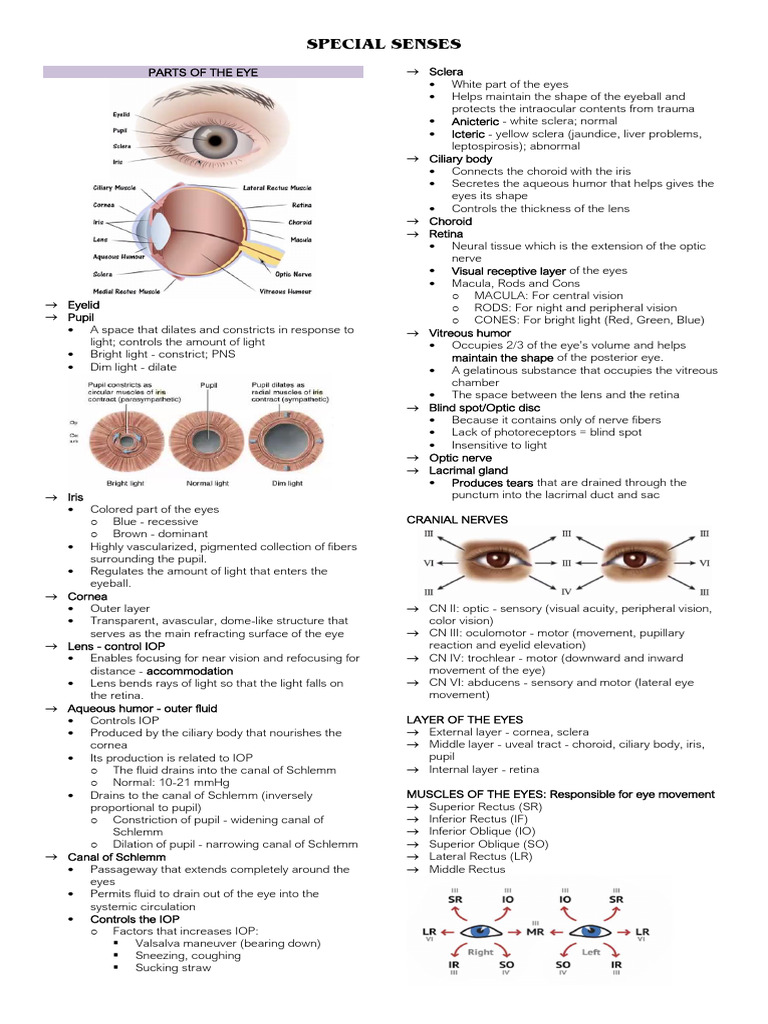 Special Senses | PDF | Eye | Human Eye