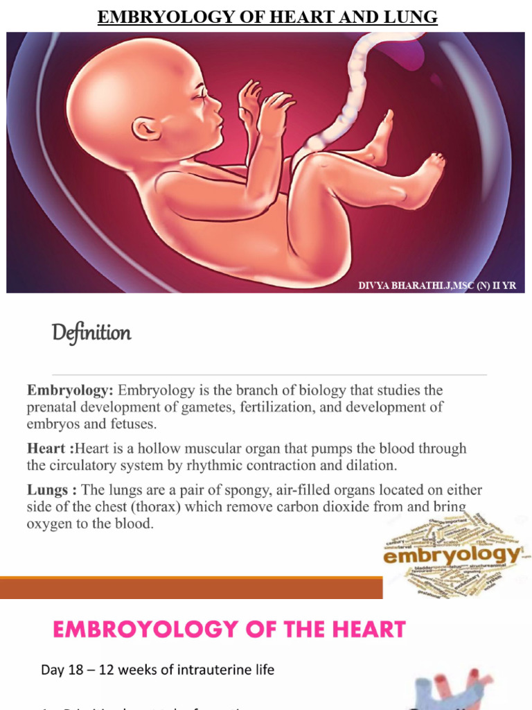 Embryo L Oggy | PDF