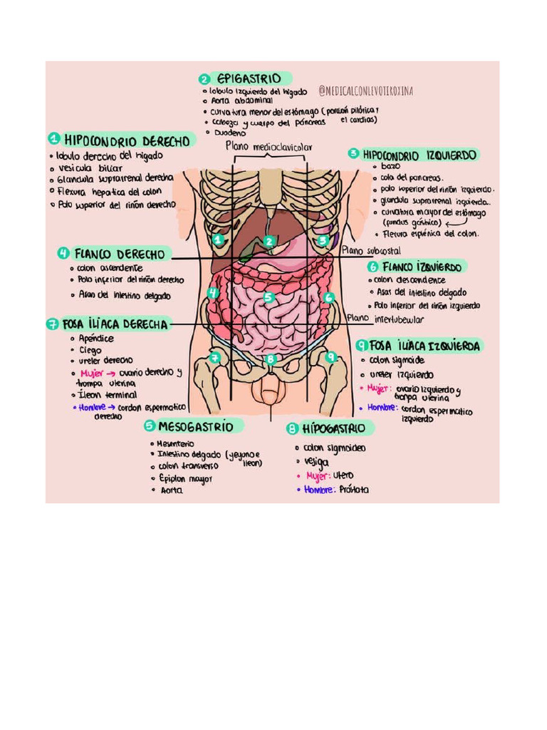 9 cuadrantes del abdomen | PDF