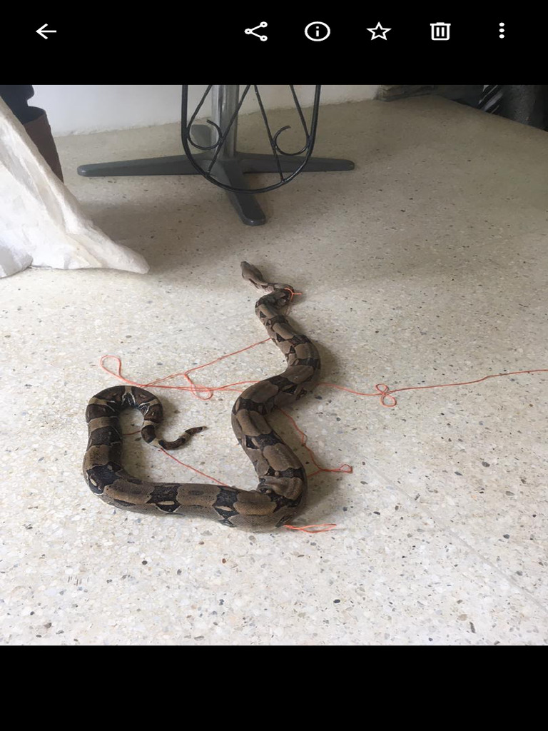 Foto Serpiente Traga Venado | PDF