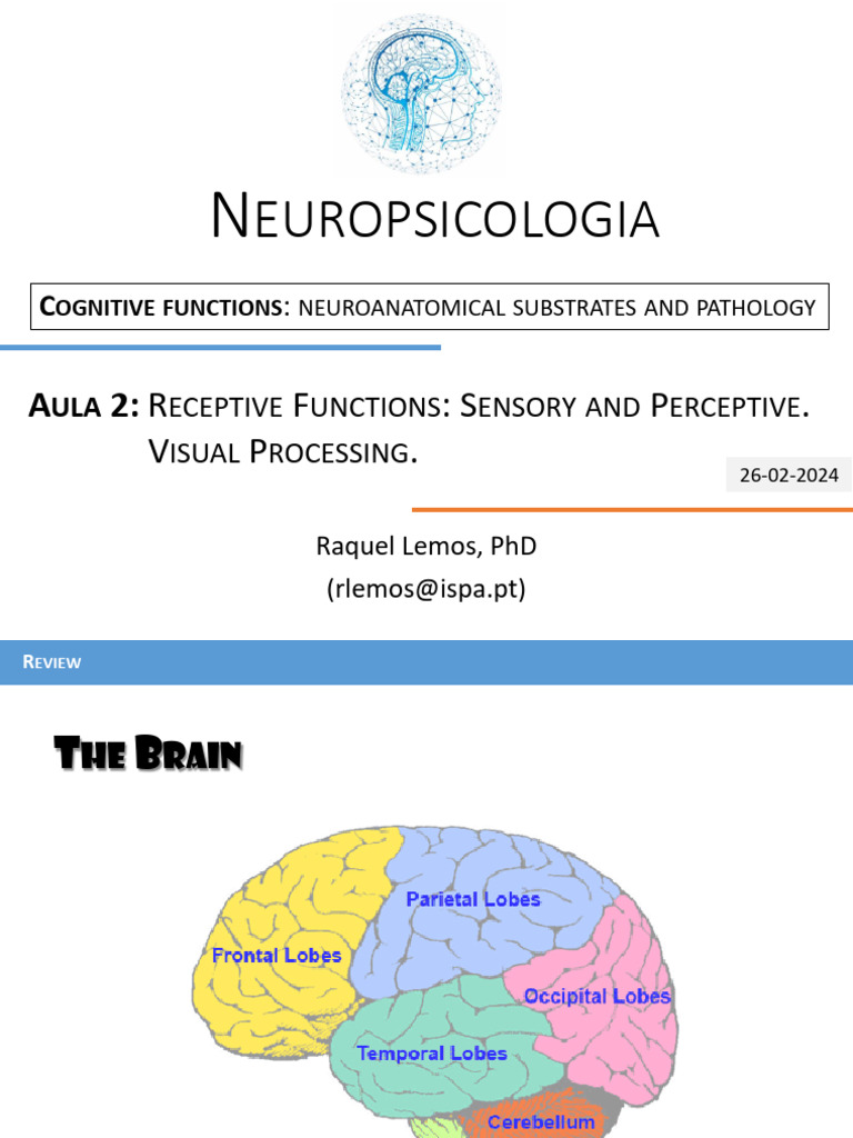 Aula T2 - Neuropsychology - Sensory - Visual | PDF | Visual Cortex | Visual System