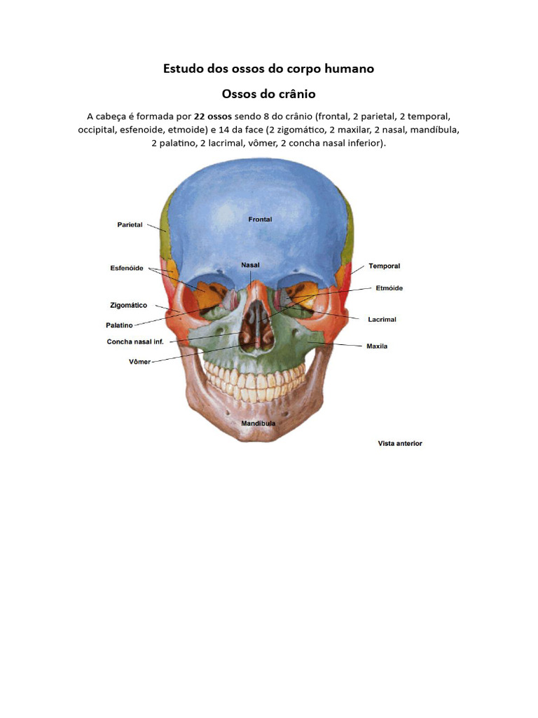 Estudo dos Ossos do Corpo Humano | PDF | Mão | Sistema Locomotor