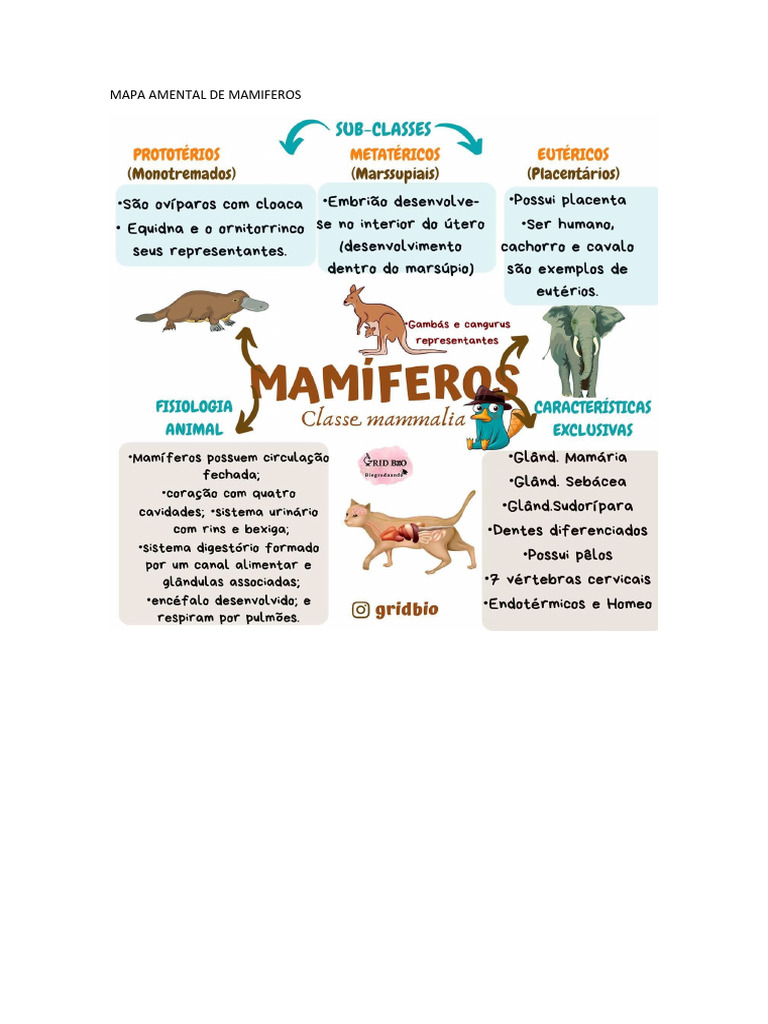 MAPA MENTAL DE MAMIFEROS | PDF