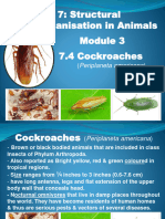 Cockroach Ncert | PDF