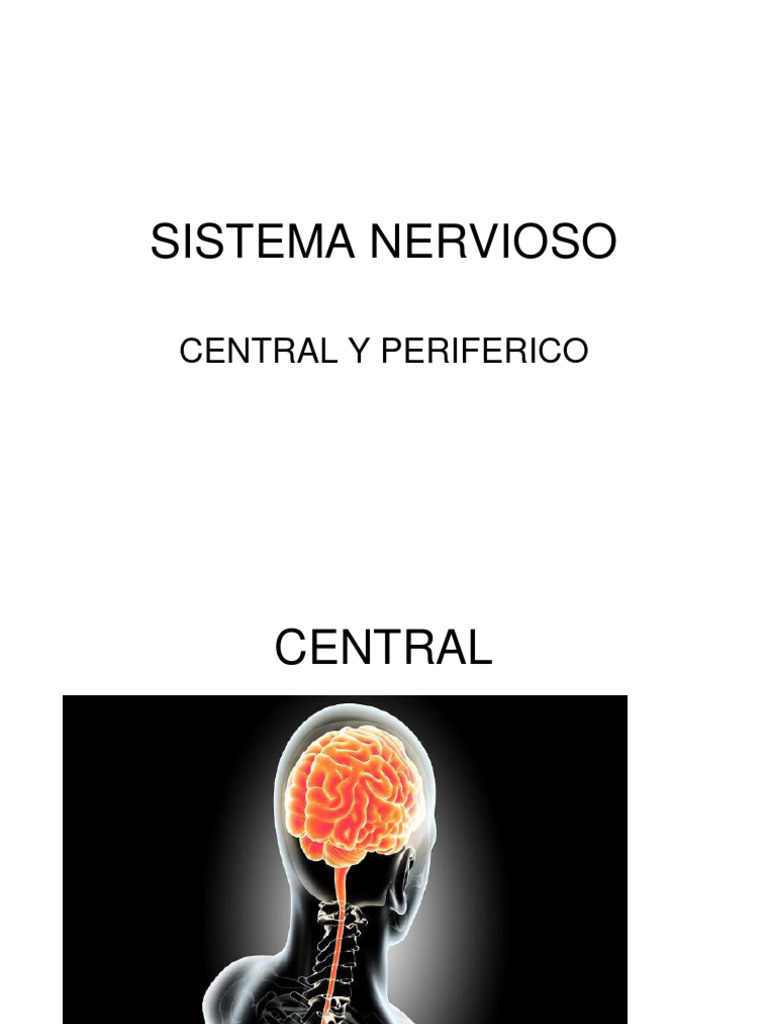 Grandes Divisiones Del Sistema Nervioso 2 | PDF | Cerebro | Sistema nervioso central