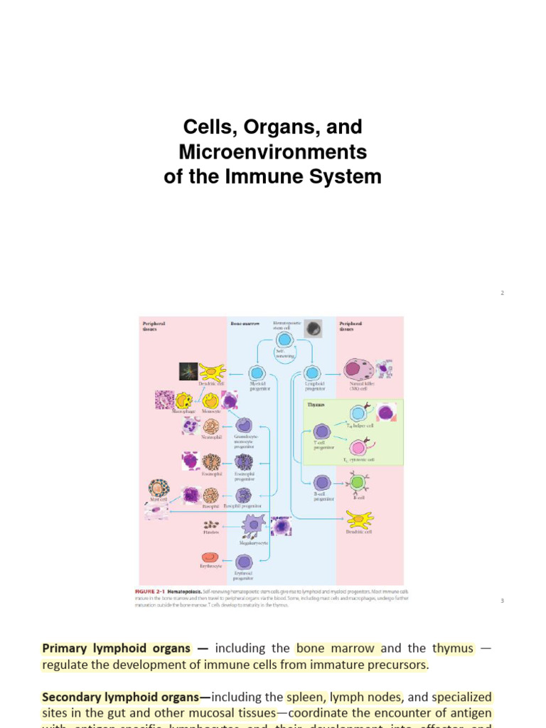 Lecture Cells Tissues And Organs Immunology Pdf Lymphocyte