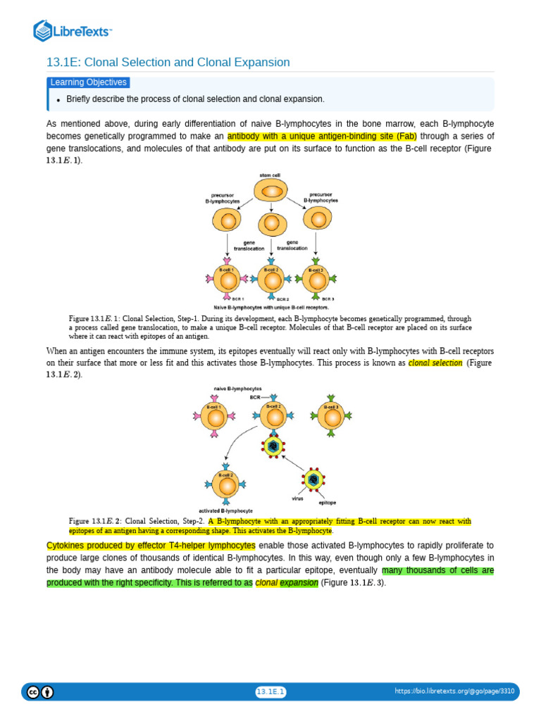Lecture - Theory of Clonal - Selection - and - Clonal - Expansion | PDF | B Cell | Antibody
