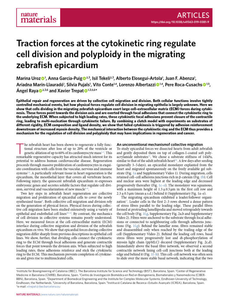 Traction Forces at The Cytokinetic Ring Regulate Cell Division and ...