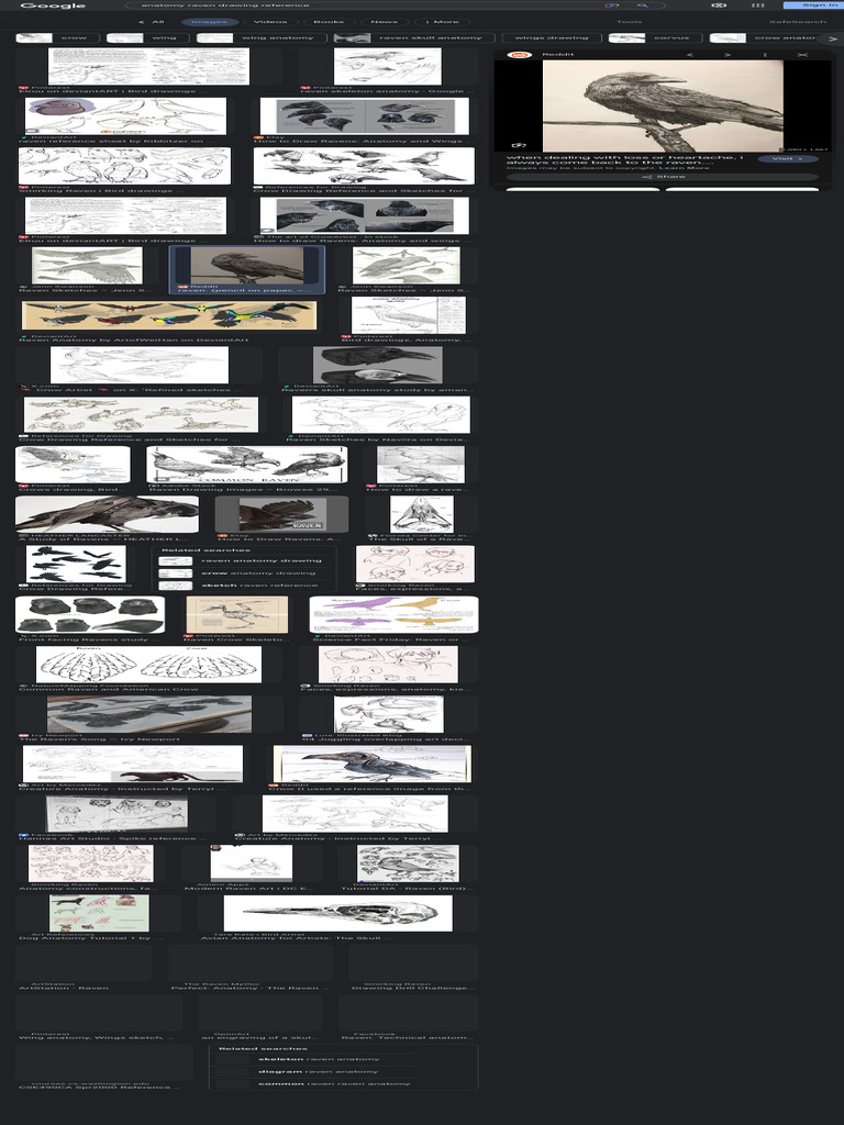 anatomy raven drawing reference - Google Search | PDF | Zoology | Birds