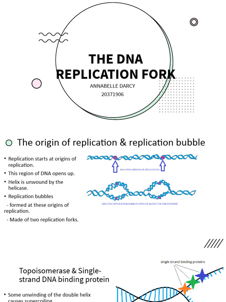 DNA Replication Fork | PDF