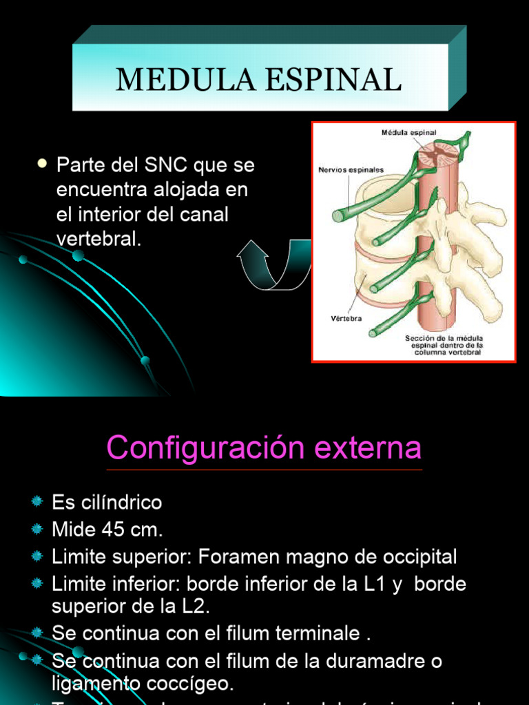 2 Medula Espinal | PDF | Médula espinal | Sistema nervioso central