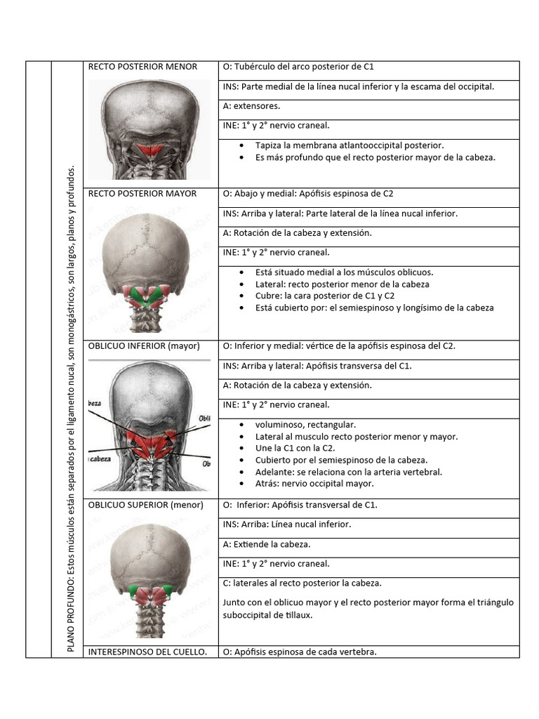 Musculos Del Cuello | PDF | Cabeza y cuello humanos | Tejido suave