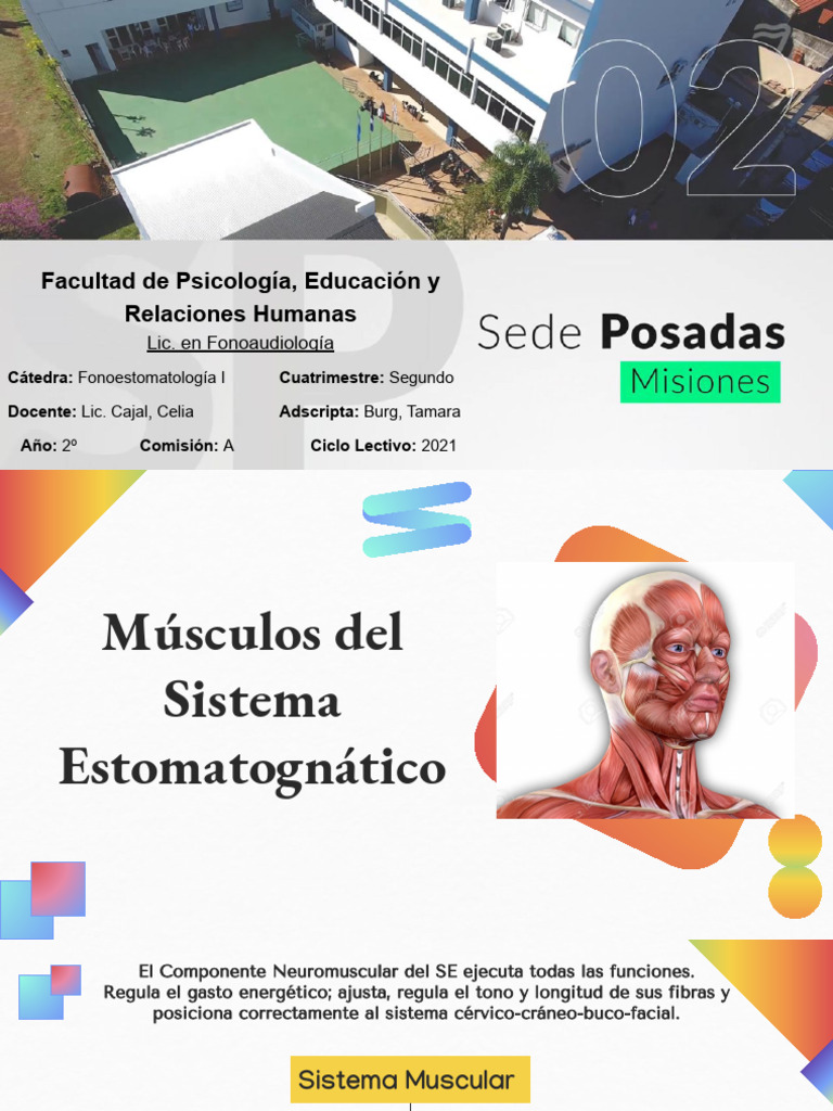 Clase Músculos Del SE (15 - 09) | PDF | Esófago | Lengua