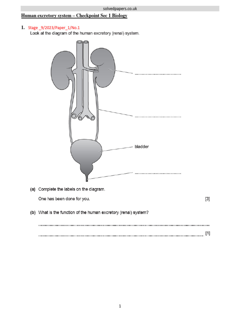 2023 2 Human Excretory System Checkpoint - Sec - 1 - Progression Stage 9 | PDF | Technology ...