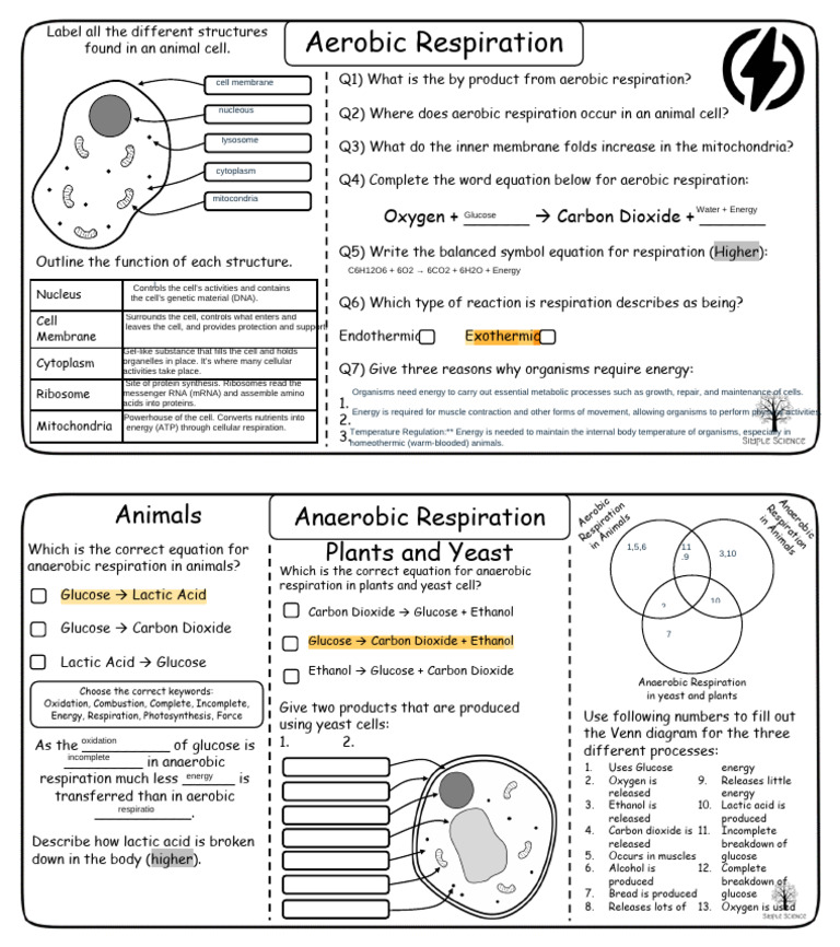 Aerobic and Anaerobic - Respiration | PDF | Cellular Respiration | Cell ...