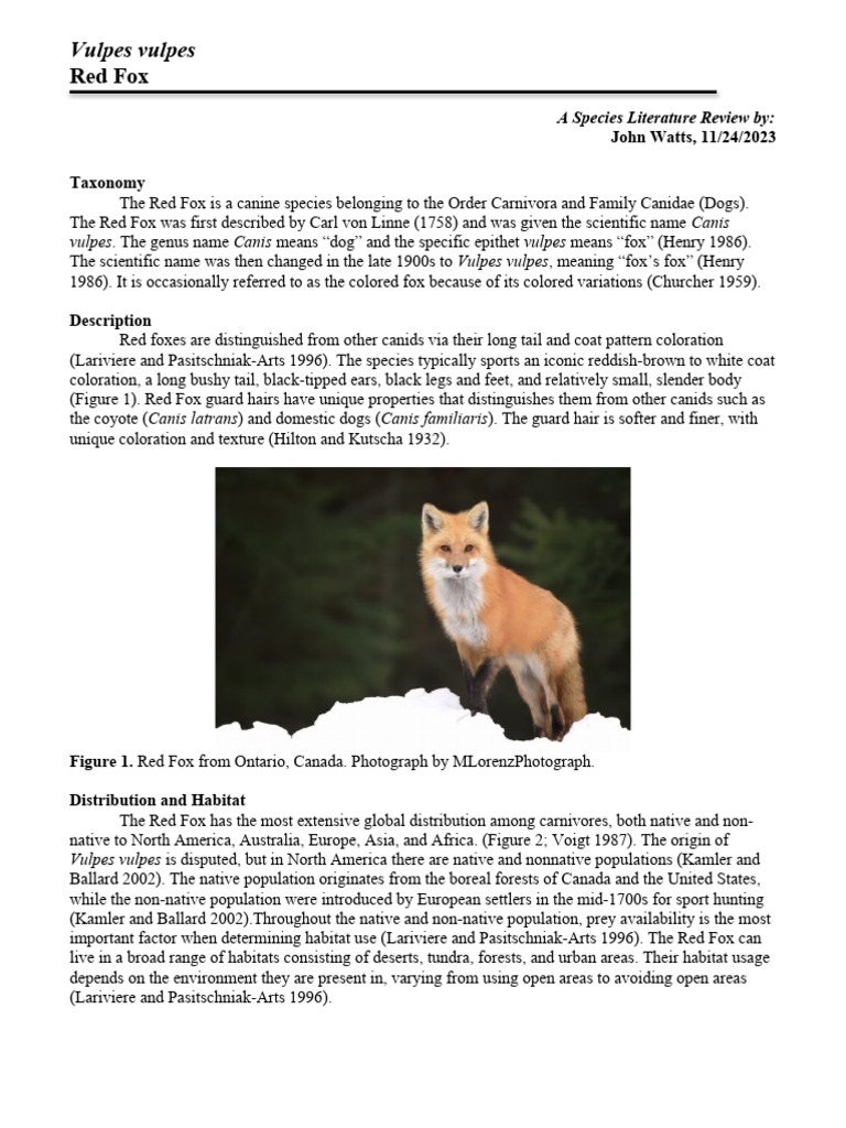 John Watts - Species Profile of Red Fox Vulpes Vulpes Vertzoo | PDF ...