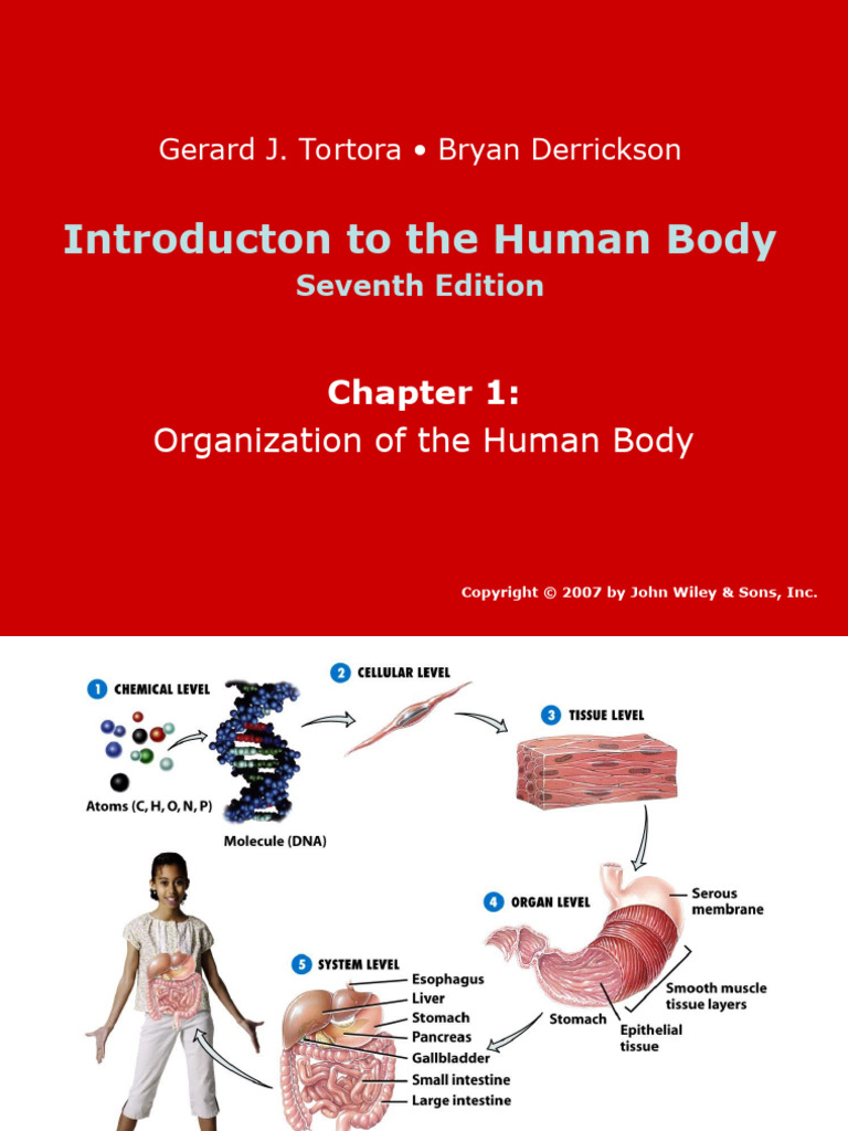 Human Body Organization Overview | PDF | Philosophy