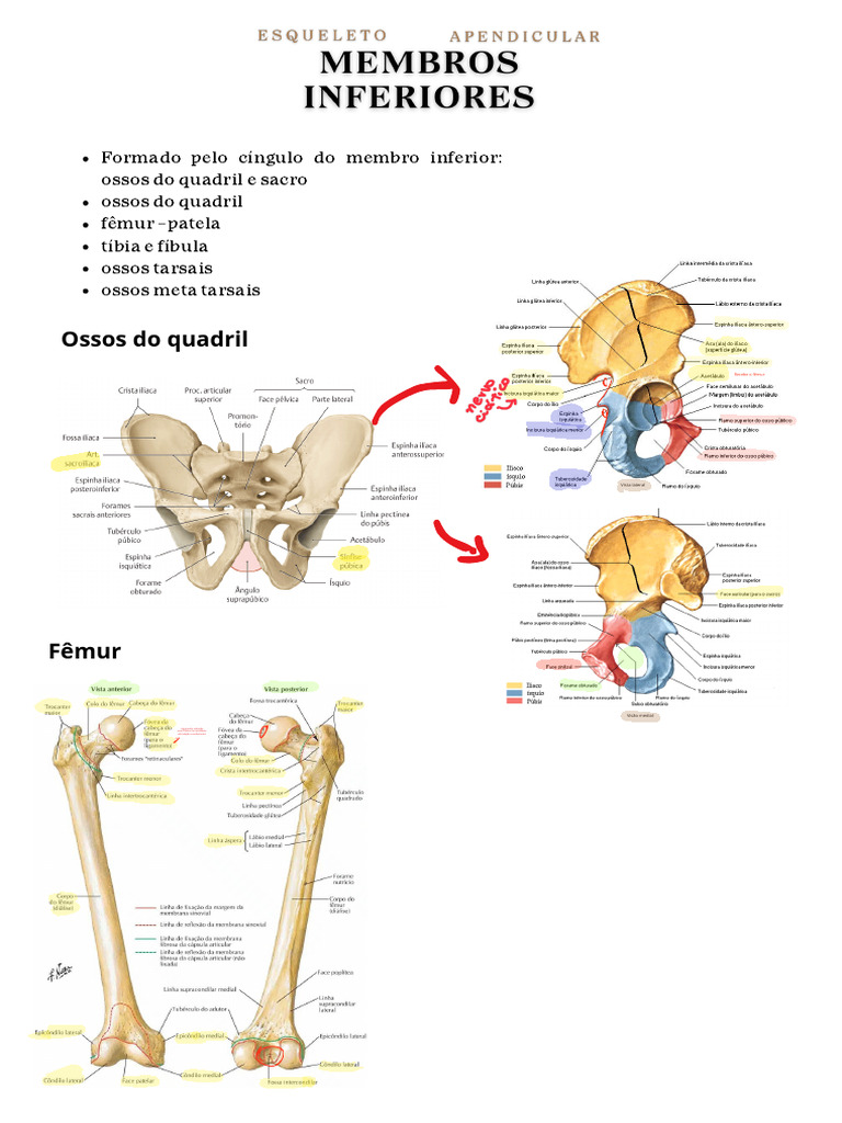 Esqueleto Do Membro Inferior | PDF