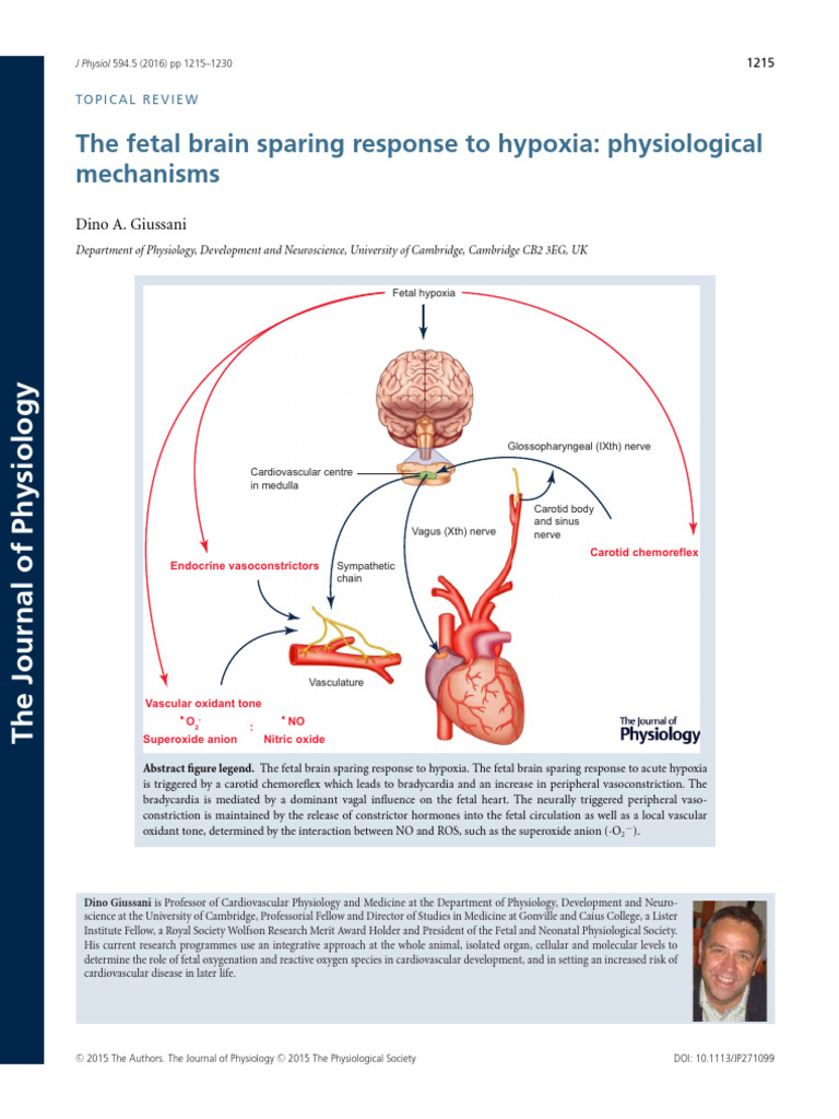 The Journal of Physiology - 2015 - Giussani - The Fetal Brain Sparing Response To Hypoxia ...