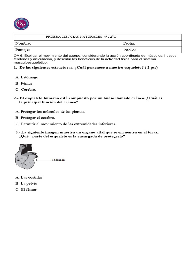 Prueba de Ciencias Naturales 4° Año | PDF | Esqueleto | Hueso