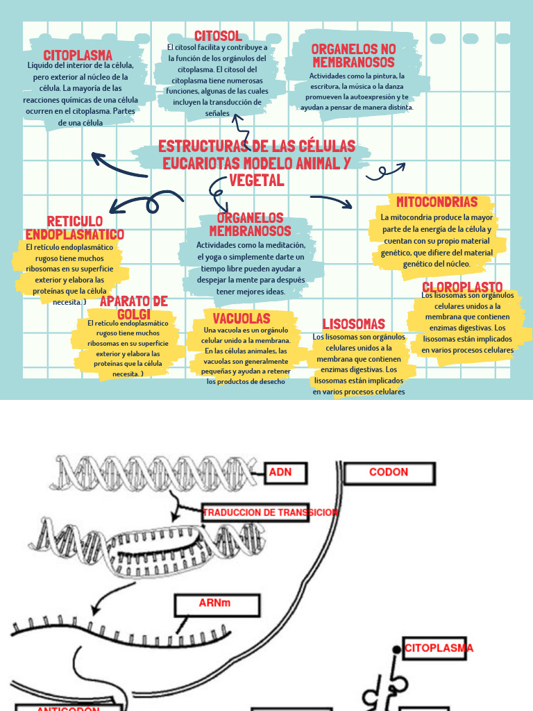 KNSG Act08 | PDF | Citoplasma | Biología Celular)
