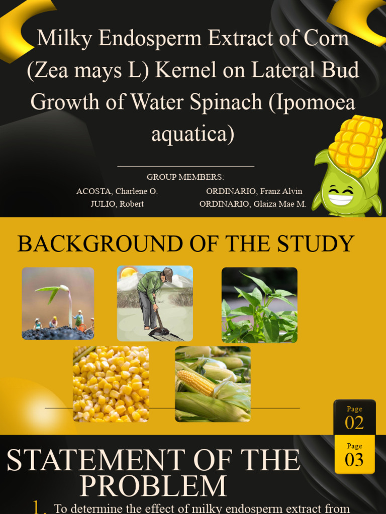 Milky Corn Endosperm | PDF | Seed | Maize