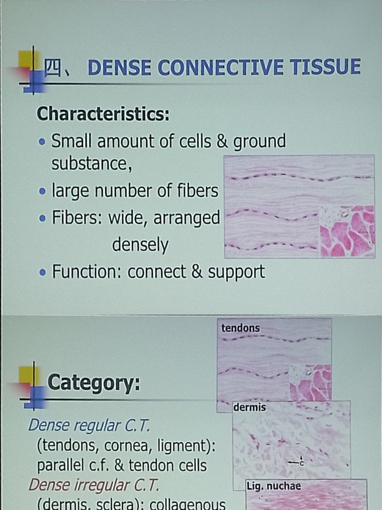 Histology (Proper Connective tissue) Mar 13, 2024 | PDF