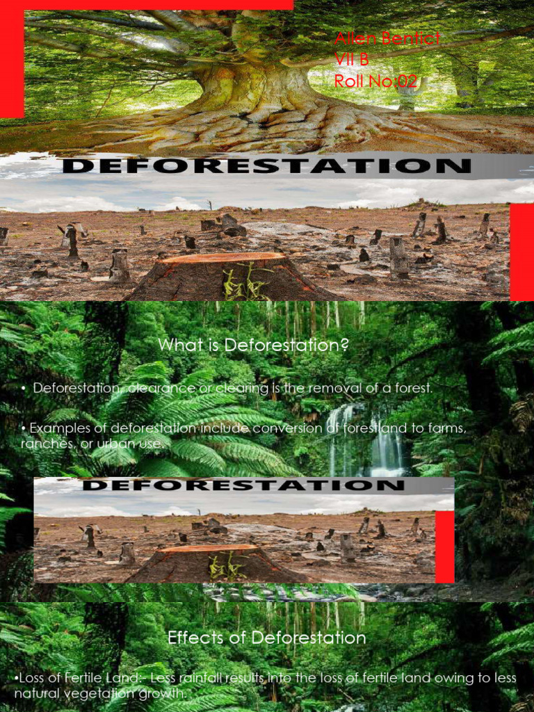 Science Activity | PDF | Deforestation | Soil
