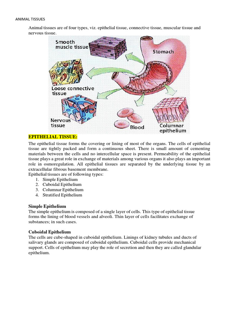 Animal Tissues | PDF | Epithelium | Tissue (Biology)