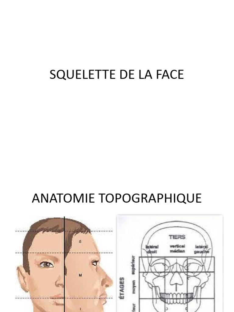 Squelette de La Face | PDF | Anatomie | Anatomie humaine