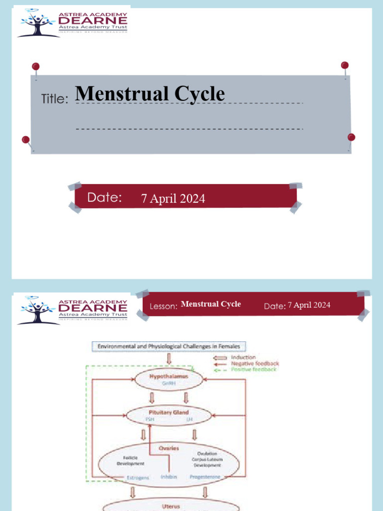 Menstrual Cycle | PDF | Menstrual Cycle | Animal Female Reproductive System