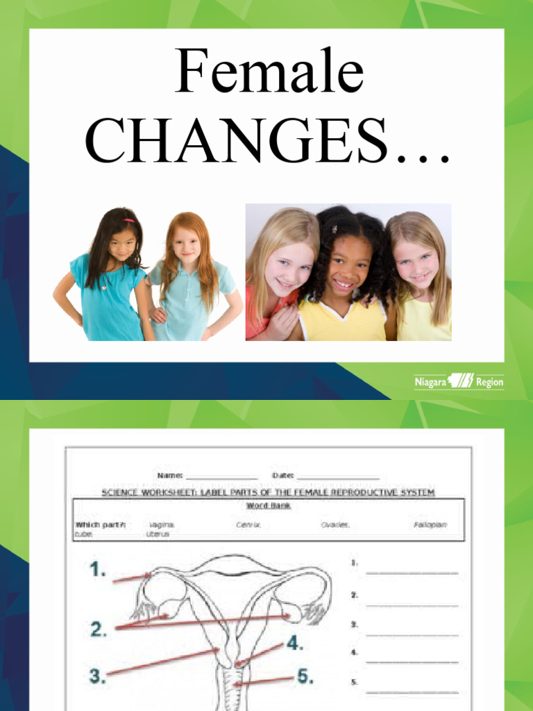 Female Reproductive System | PDF | Uterus | Reproductive System