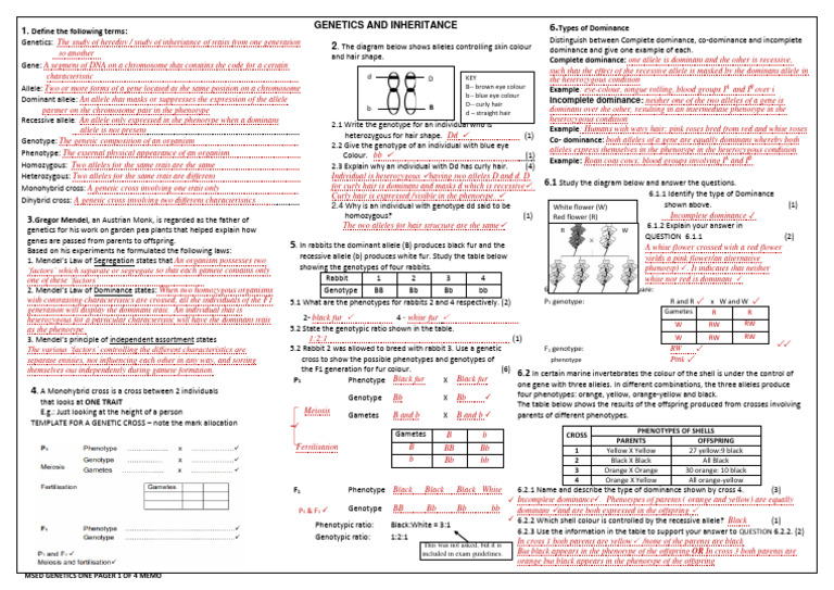 6.1genetics One Pager Eng Memo-1 | Download Free PDF | Dominance ...