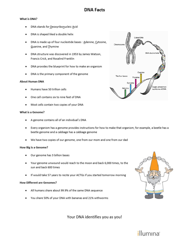 DNA Facts | PDF