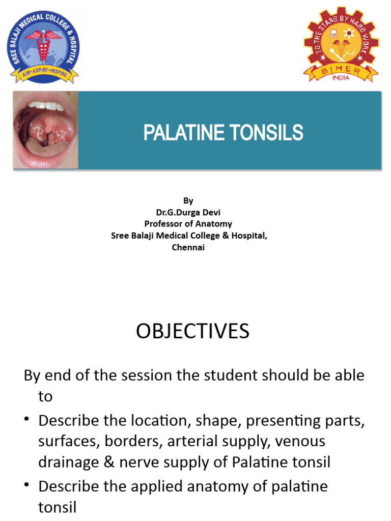 Palatine Tonsils | PDF | Epithelium | Anatomical Terms Of Location