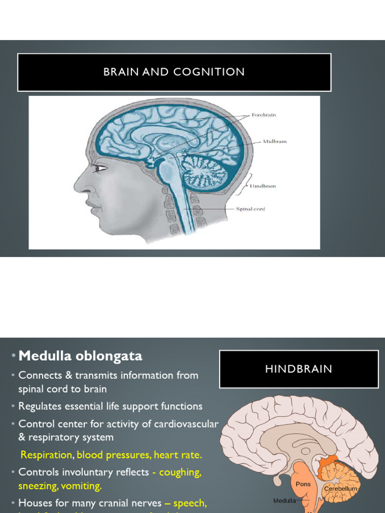 On Brain Cognition | PDF | Cerebrum | Memory