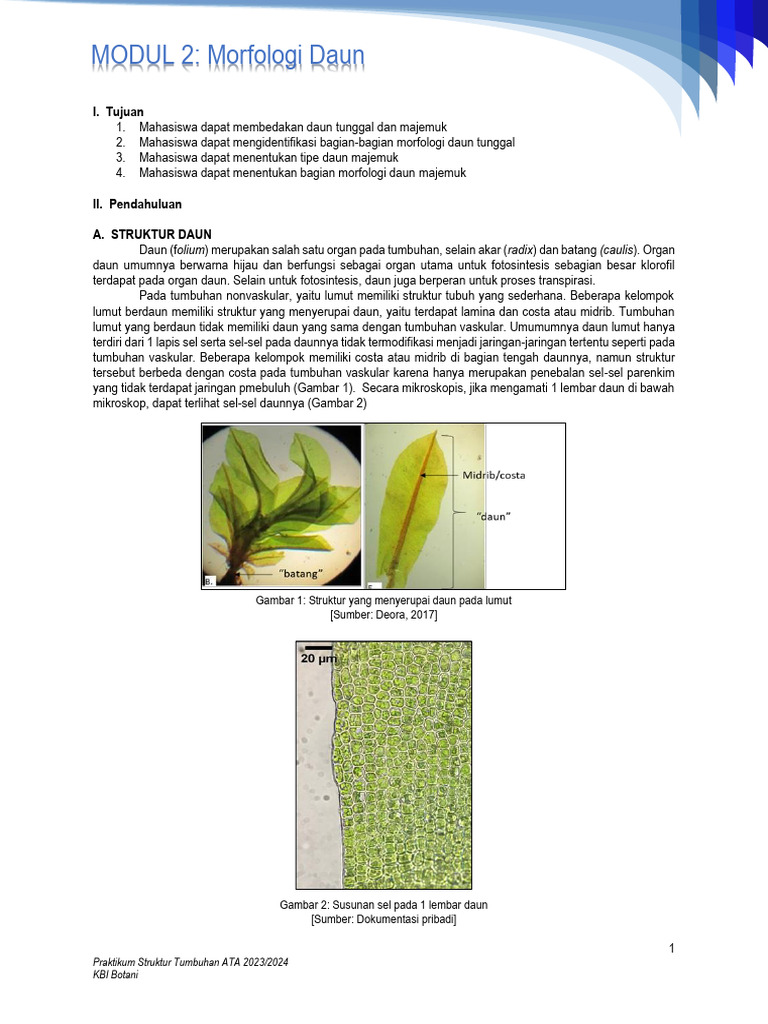 Morfologi Daun: Jenis dan Struktur | PDF | Kajian Bahasa Asing | Griya ...
