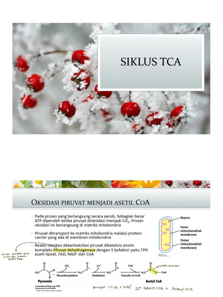 Siklus TCA | PDF