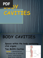 Body Cavities, Regions and Quadrants | PDF | Abdomen | Anatomy