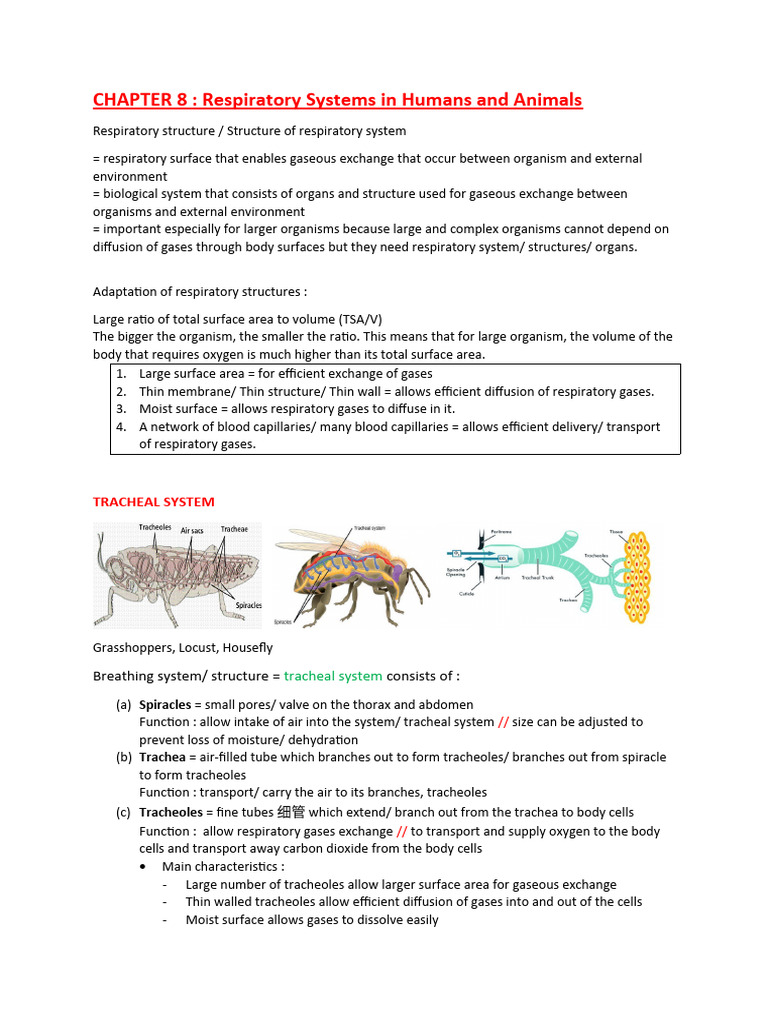 Bio C8 Notes | PDF | Respiratory System | Lung