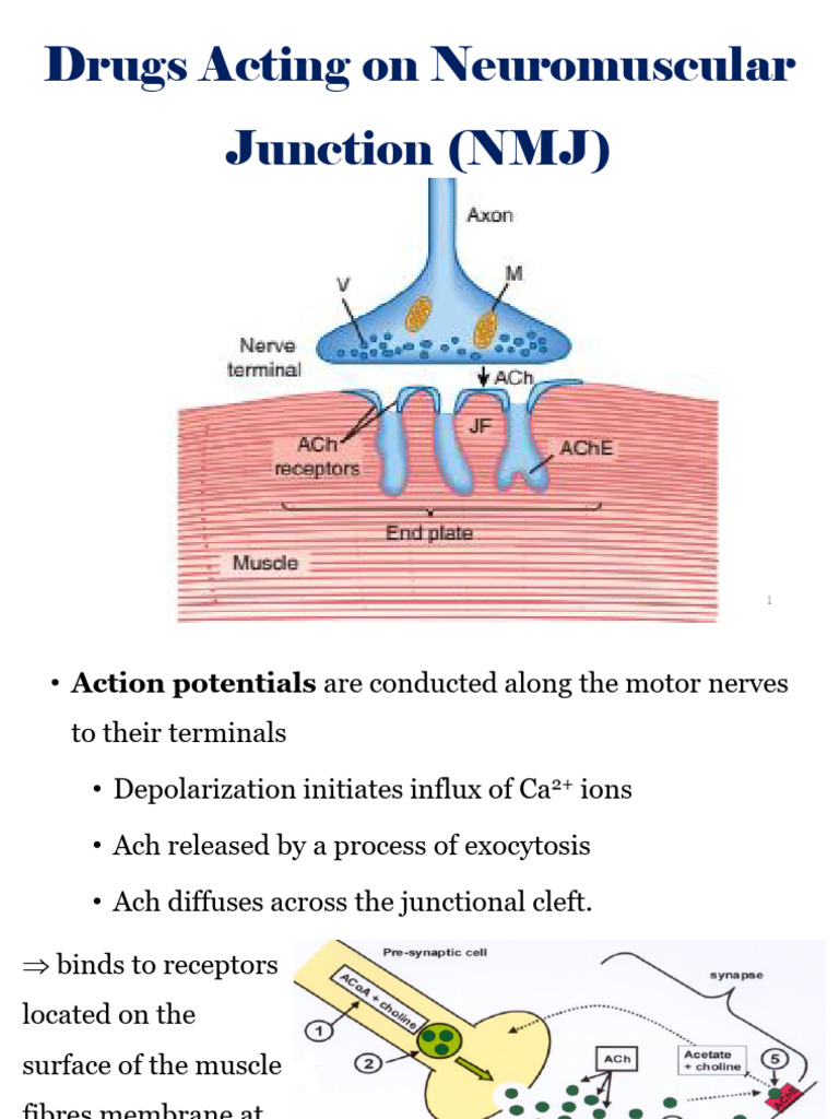 Drugs Acting On Bone and NMJ | PDF | Neuromuscular Junction | Bone