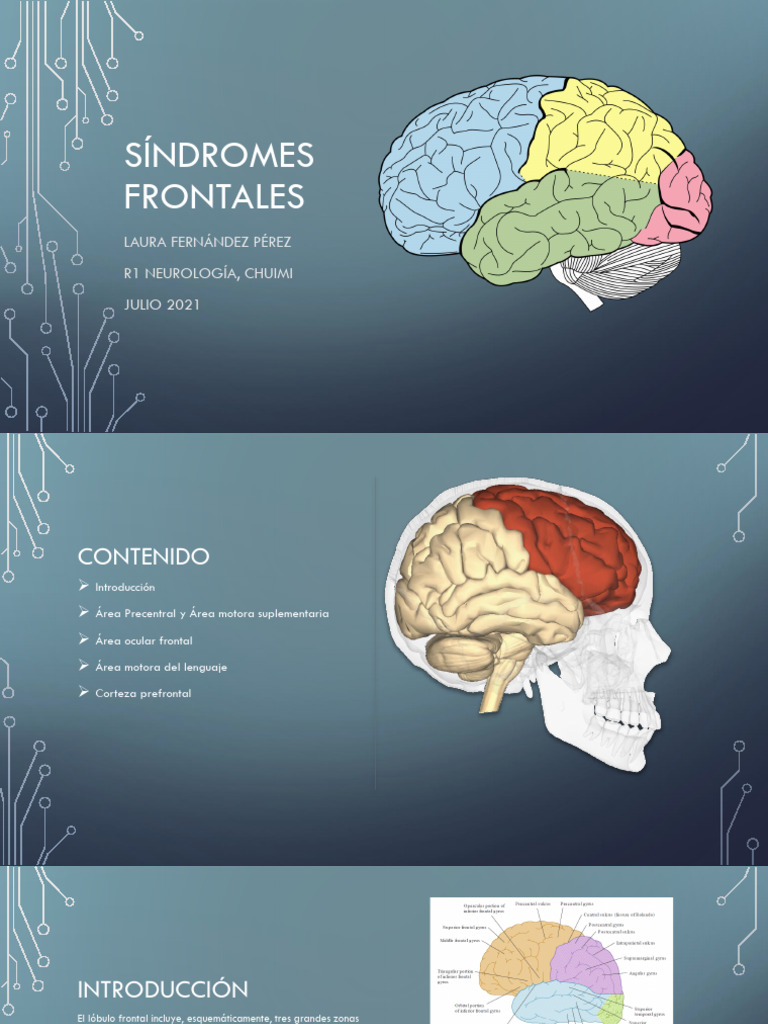 Síndromes Frontales: Anatomía y Función | PDF | Cerebro | Neurociencia