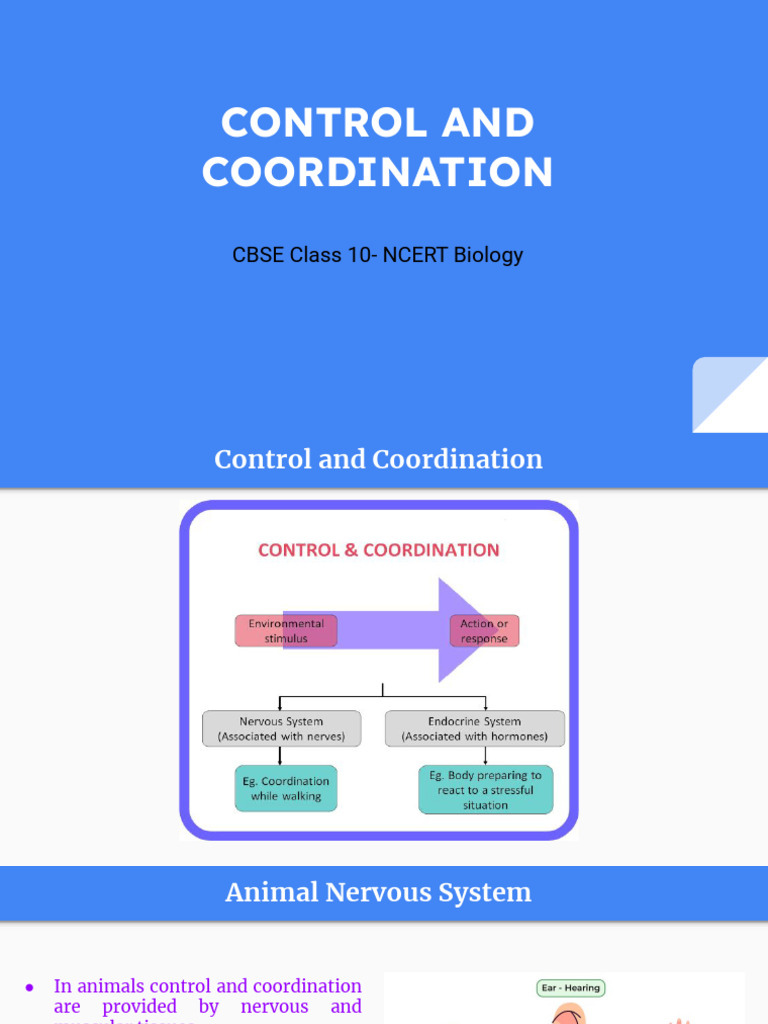 Cbse X Bio Control Coordination | PDF | Neuron | Brain