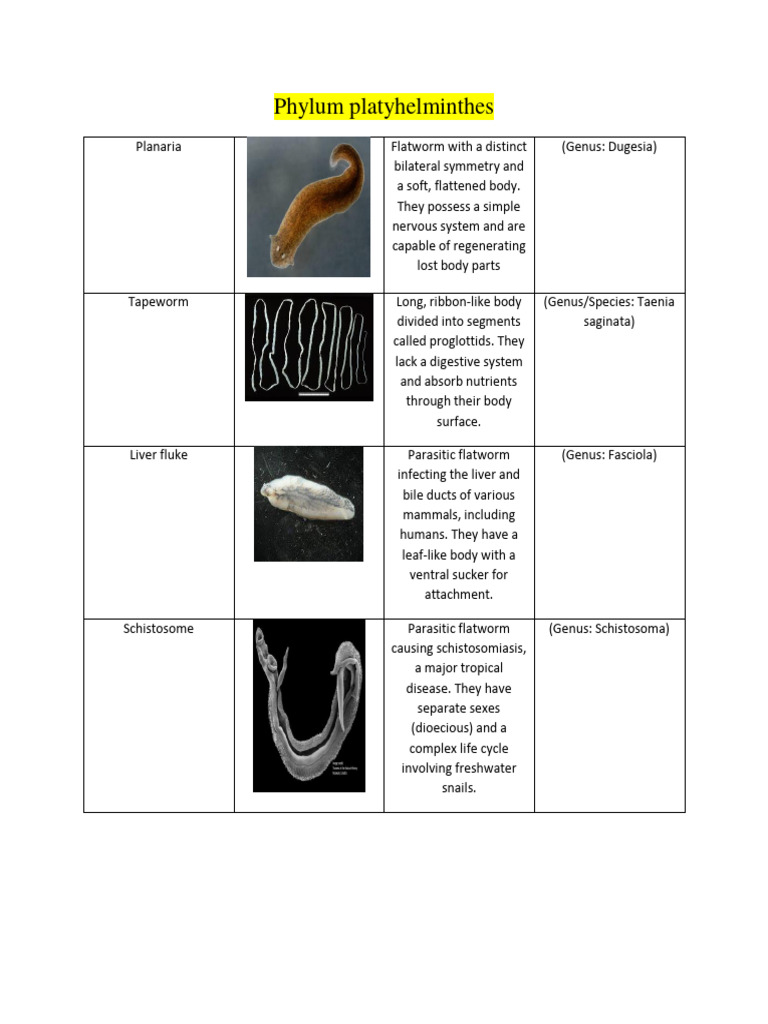 Phylum platyhel-WPS Office | PDF | Protostomes | Parasitology