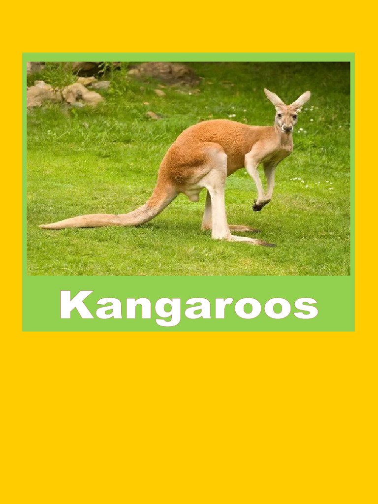 Kangaroos | Download Free PDF | Marsupials | Zoology