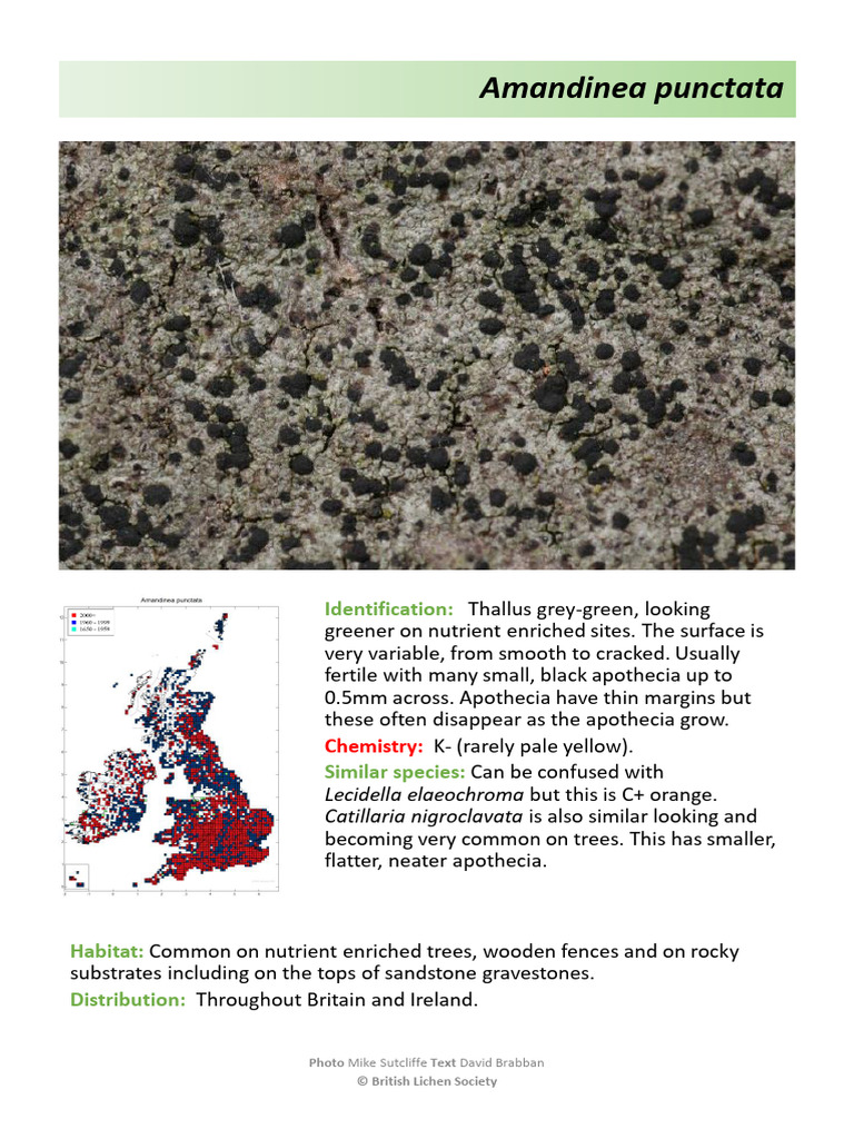 Amandinea Punctata | PDF