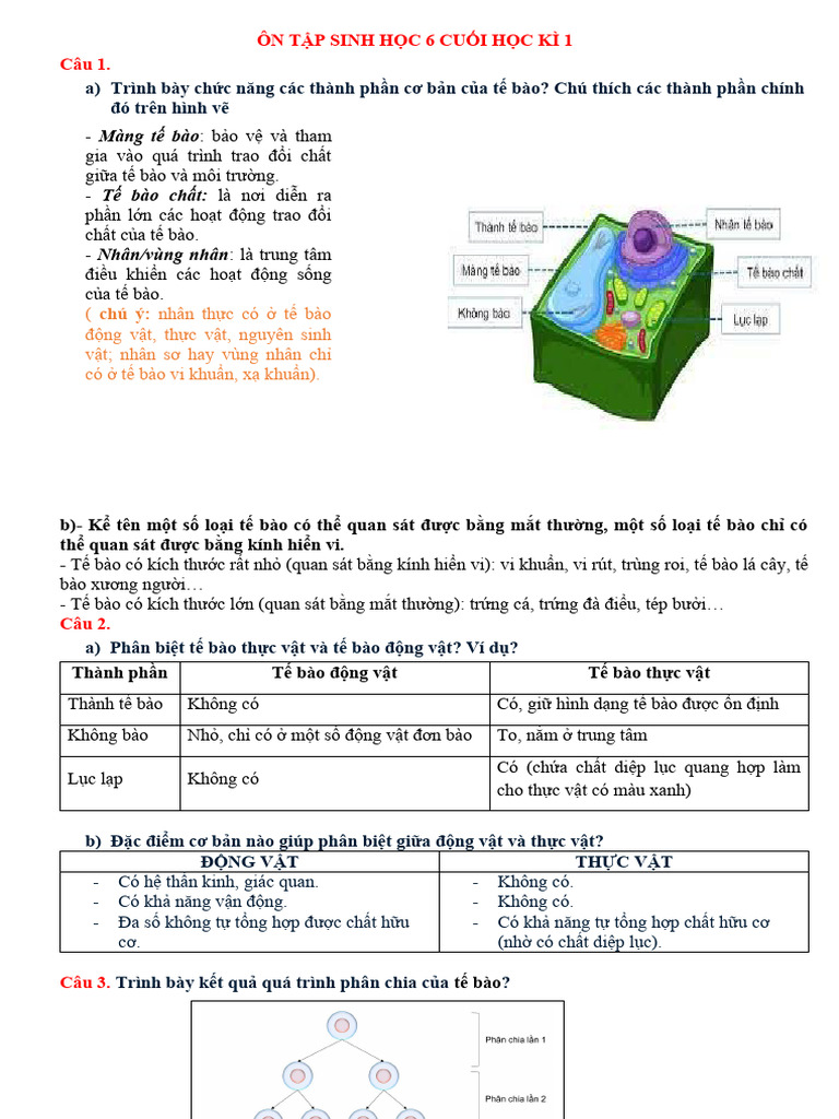 Ôn Cki Sinh 6 | PDF