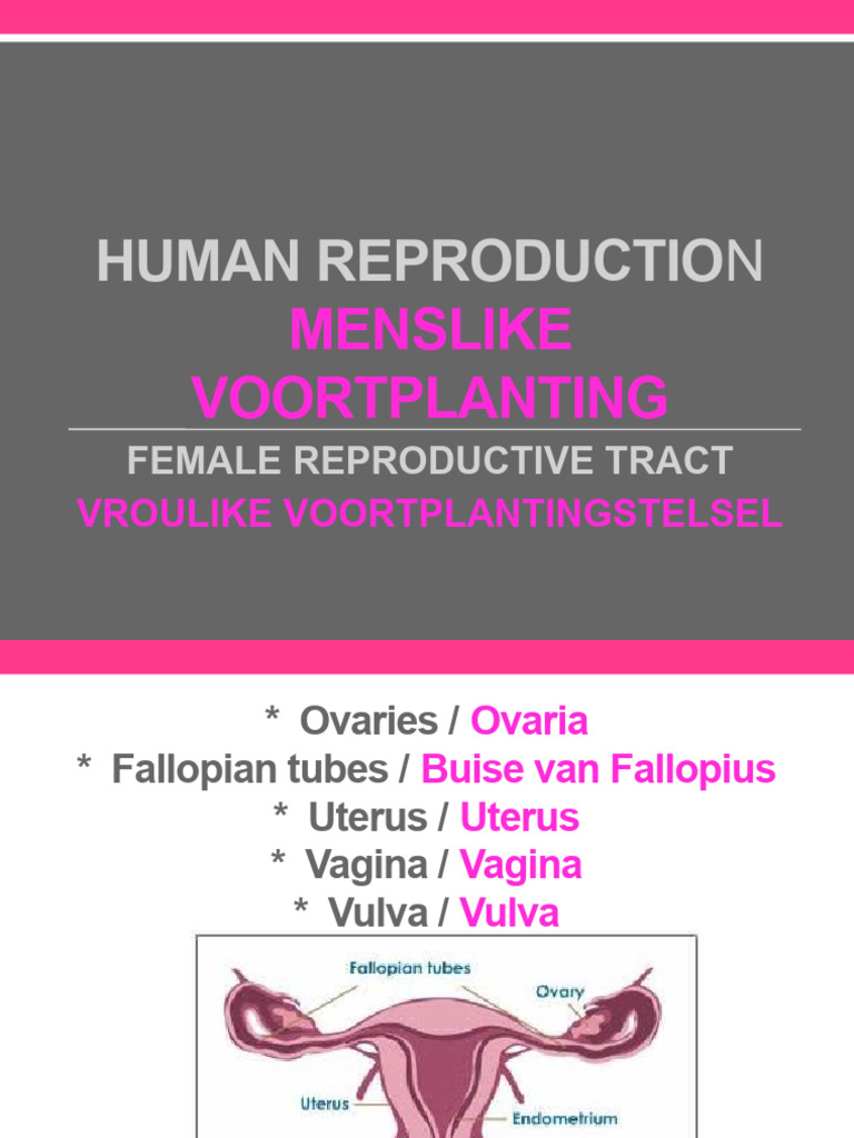 Human Reproduction Female | PDF | Ovary | Uterus